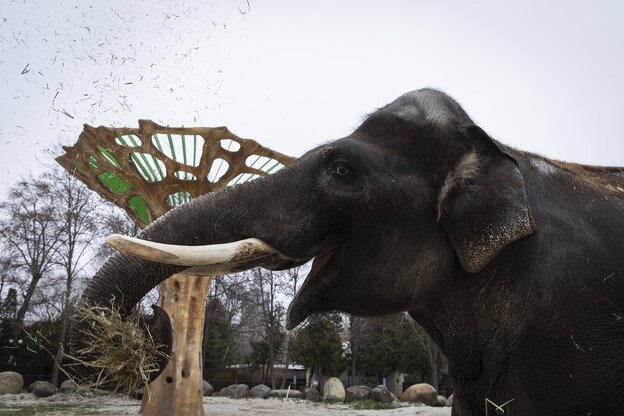 Tiere in der Ukraine: Tiger unter Beschuss - taz.de