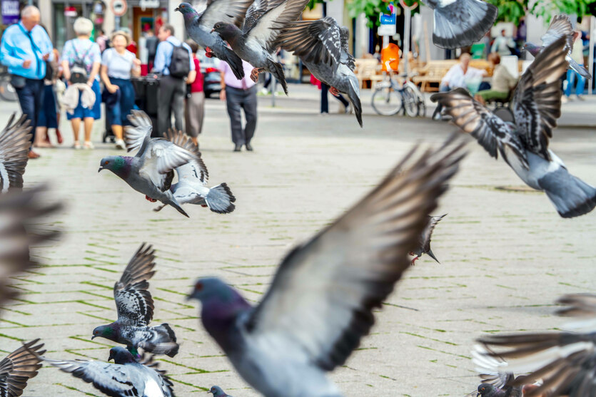Kinder fragen, die taz antwortet: Wieso fliegen Tauben so laut? | taz.de