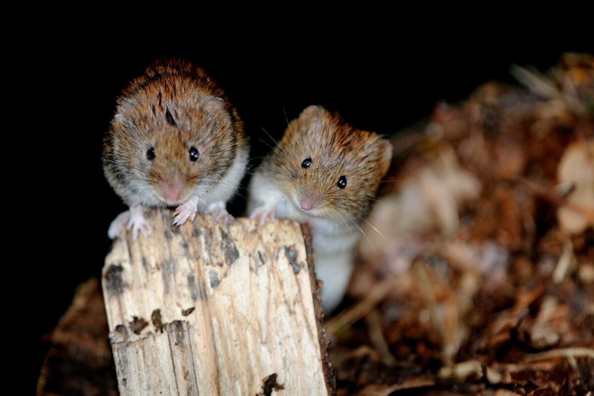 Hantavirus in Deutschland: Schuld war die Rötelmaus | taz.de